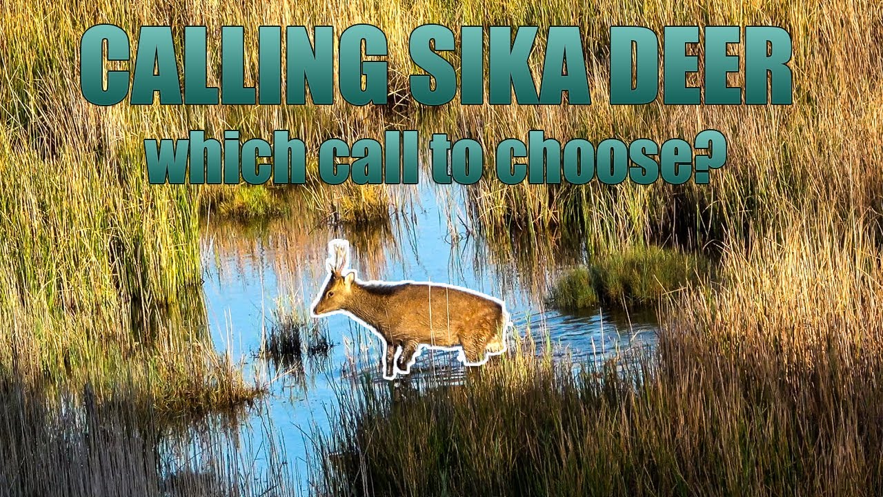 CALLING SIKA DEER: Which call to choose? - YouTube