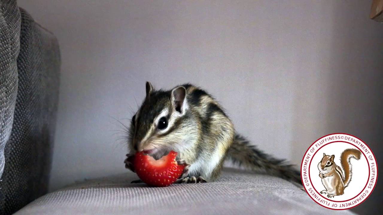 Eating strawberry! | Fluffy the Siberian Chipmunk - YouTube