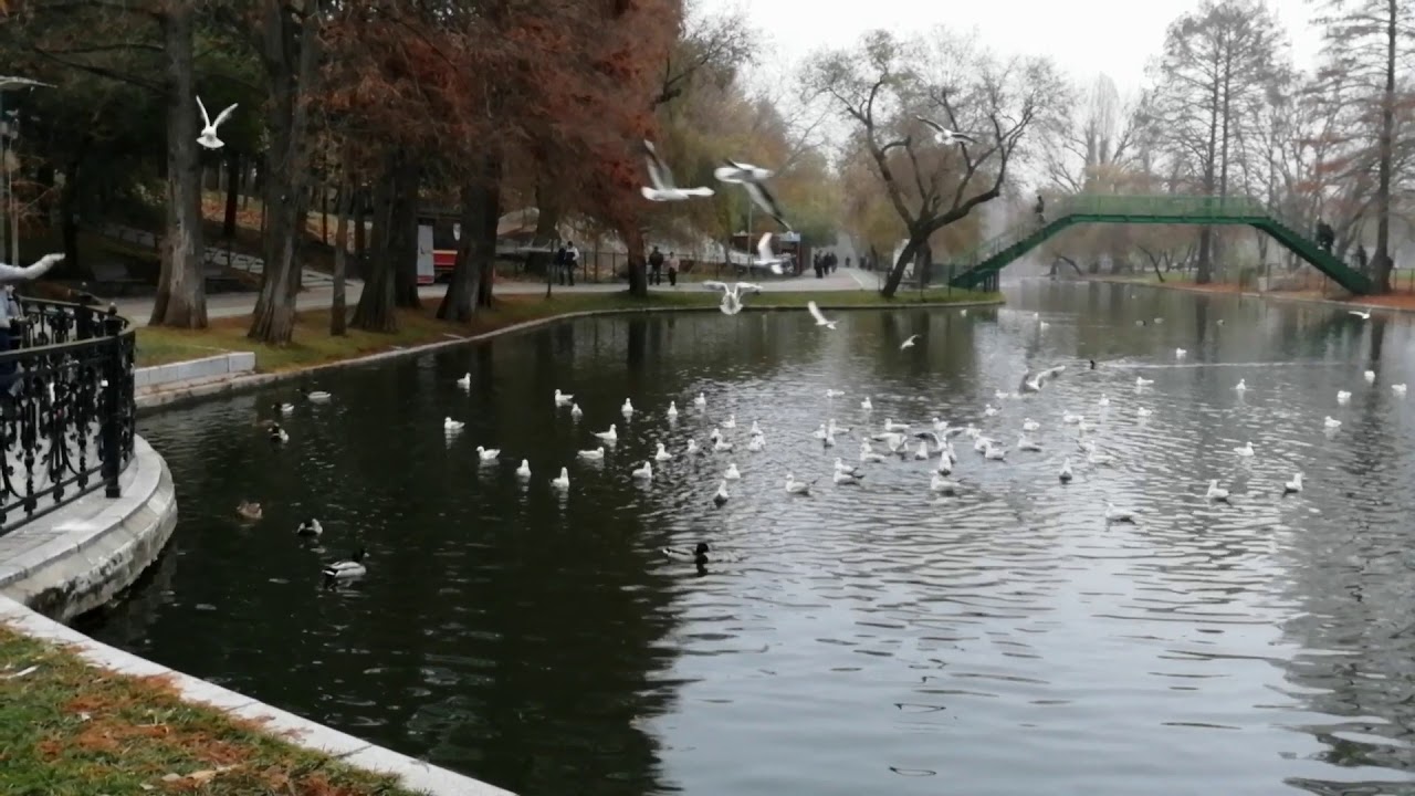 Huawei Mate 20 Lite Video Sample
