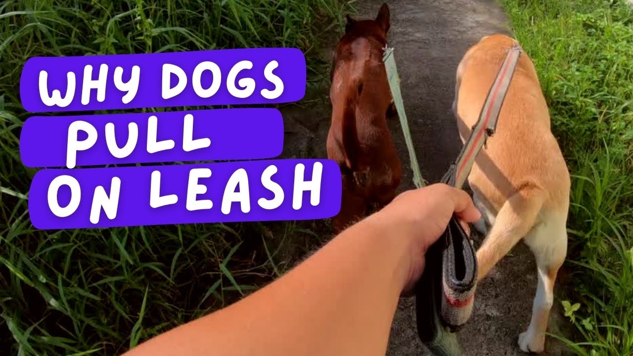 Why dogs pull on leash - YouTube