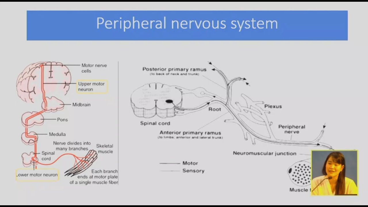 NEUROLOGY MADE IT EASY 2020 [part 3 ] - YouTube