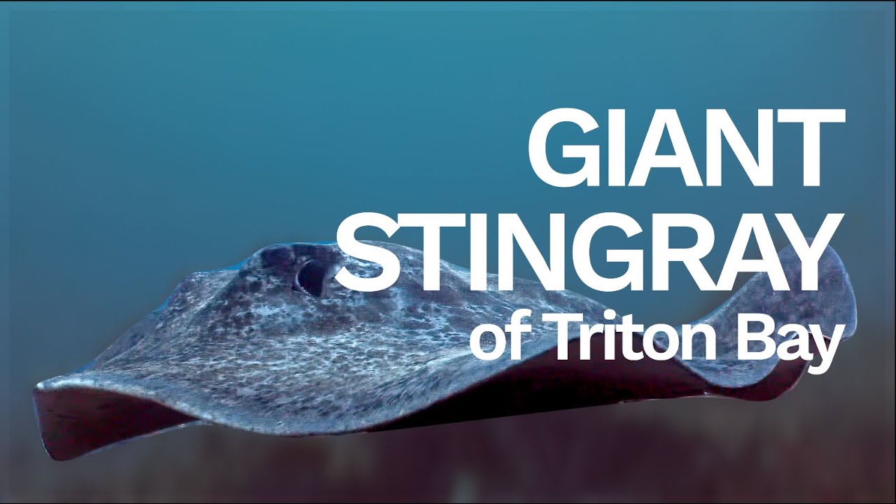 Giant Marbled Stingrays of Triton Bay | Indonesia | 4K HDR | 2024 - YouTube