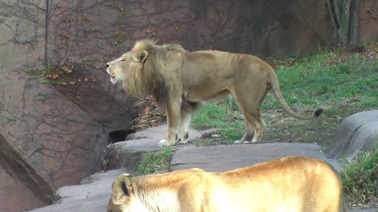 (Lincoln Park Zoo)------- LION GETTING MAD!!!! - YouTube