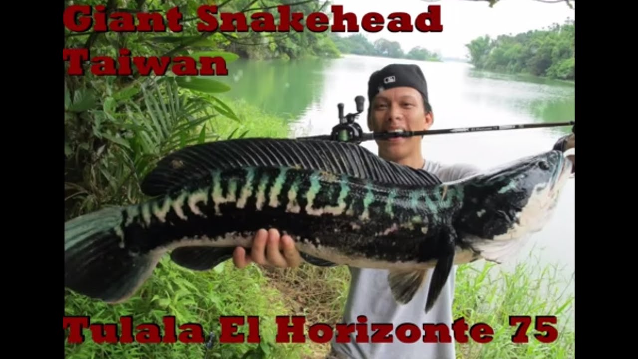 魚虎 Tulala Giant Snakehead - YouTube