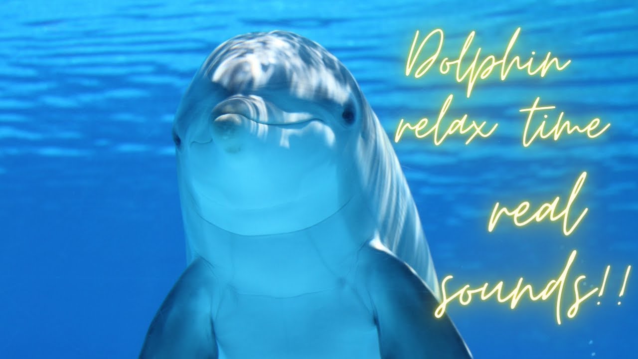 Relaxing Dolphin sounds | Real dolphin experience | Relax and enjoy ...