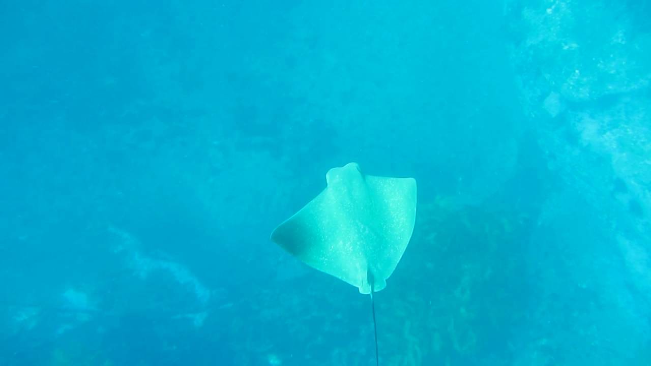 AUSTRALIAN COWNOSE RAY, Rhinoptera neglecta - YouTube