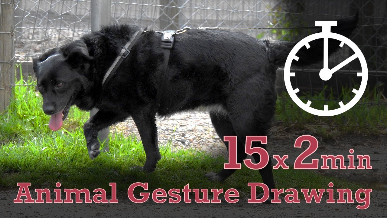 Animal Drawing References #64 - 15x2min poses - Dogs - YouTube