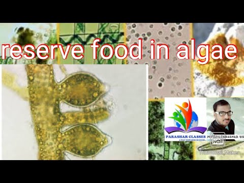 Storage food in algae / B.sc part 1 Botany/ hitesh sir - YouTube