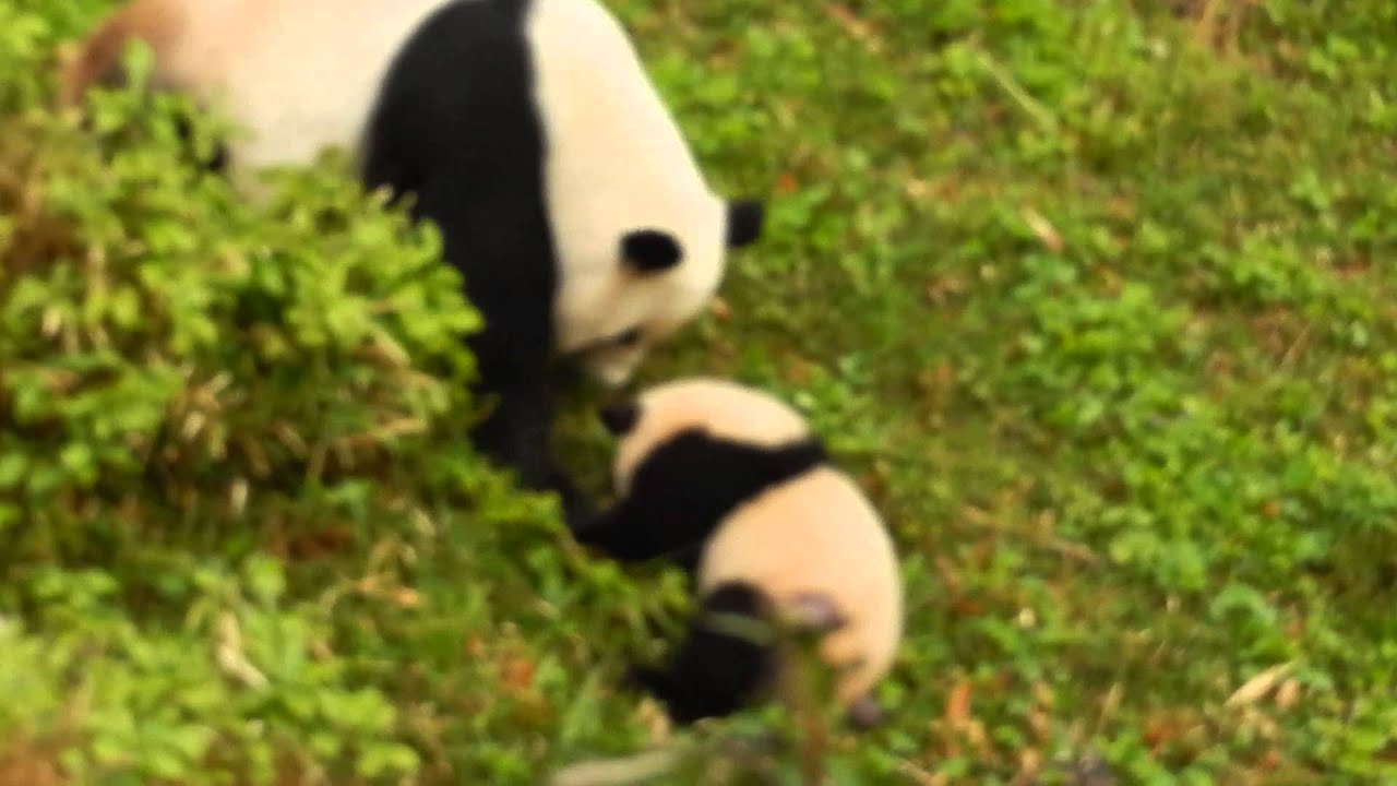 Mother Daughter Panda Play Continues - YouTube