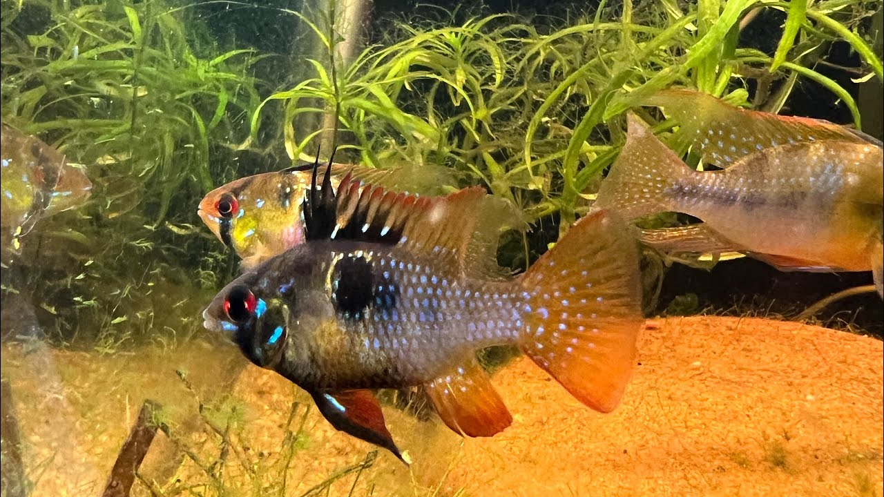 Feeding my German blue rams and dark knight rams #grindal worms # ...