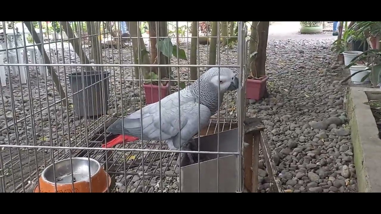 KALIBO OSTRICH FARM #kaliboaklan #kalibo #vacation - YouTube