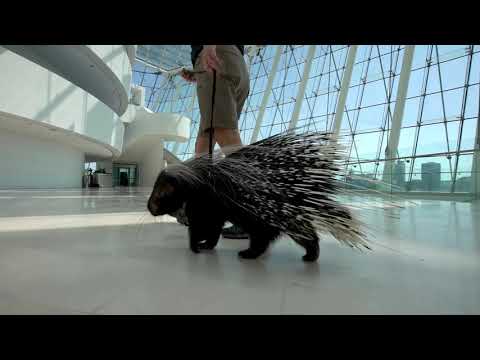 Kansas City Zoo animals visit the Kauffman Center! - YouTube