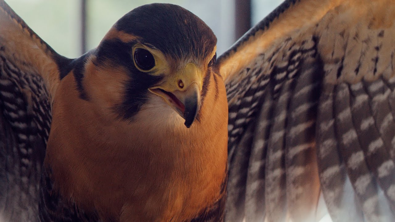 Cabin Music – The Story of Birds (Official Music Video) - YouTube