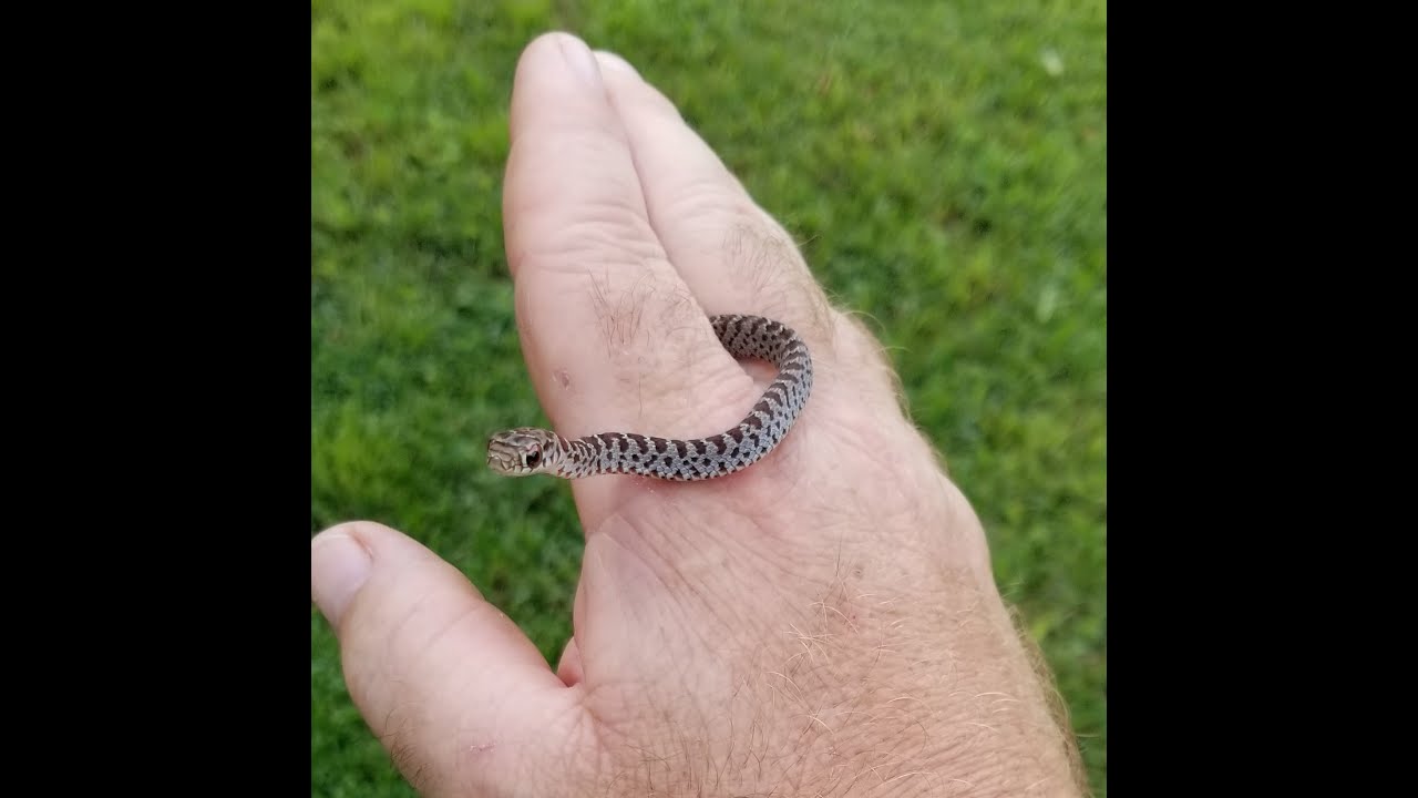 Newborn Baby Black Racer - YouTube