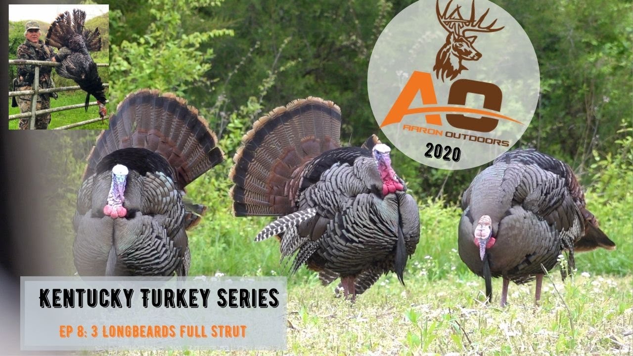 STRUTTING GOBBLERS: Kentucky Turkey Hunting - YouTube