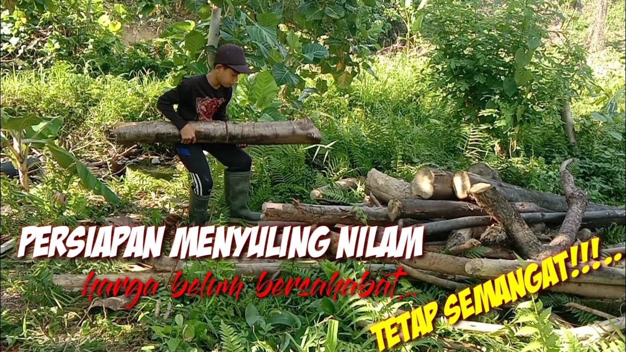 Mencari kayu bakar, persiapan suling Nilam - YouTube