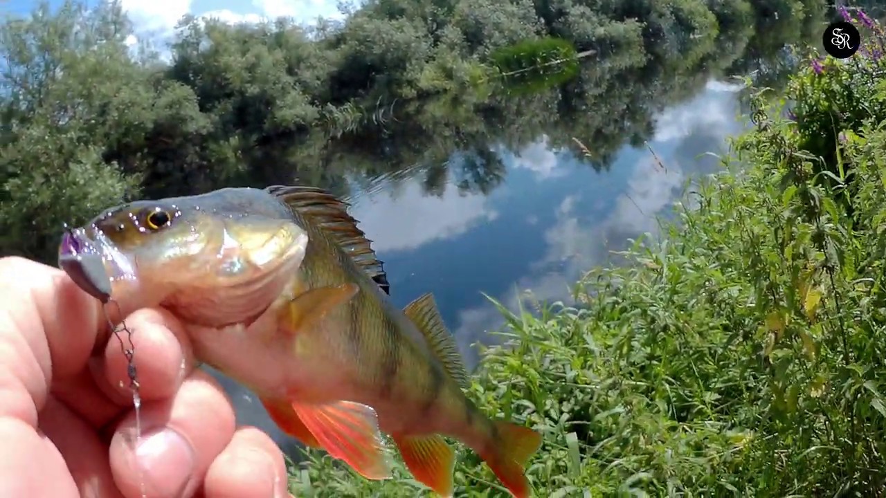 Perch fishing 2019 in River Barrow and Making string leader from guitar ...