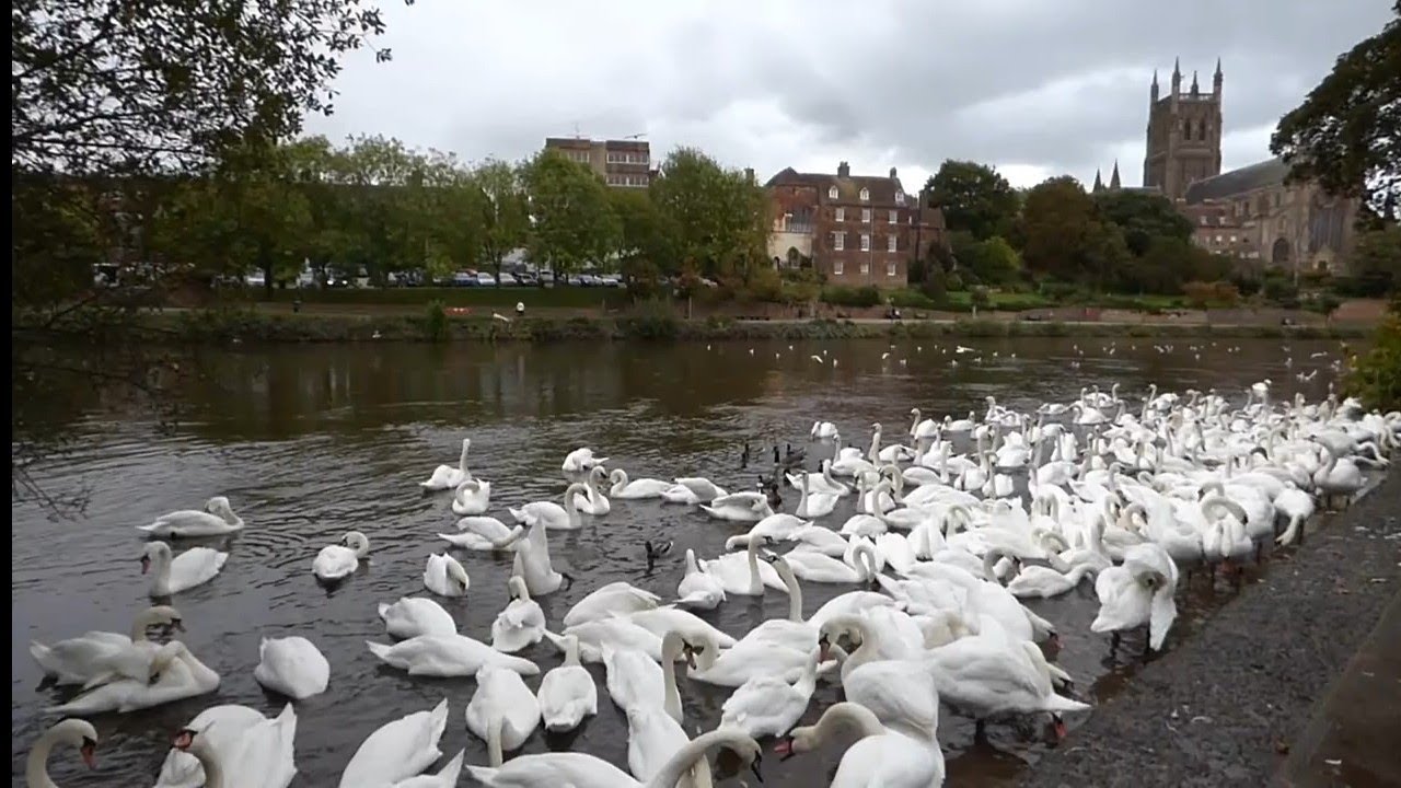 Swans in Worcester, England - YouTube