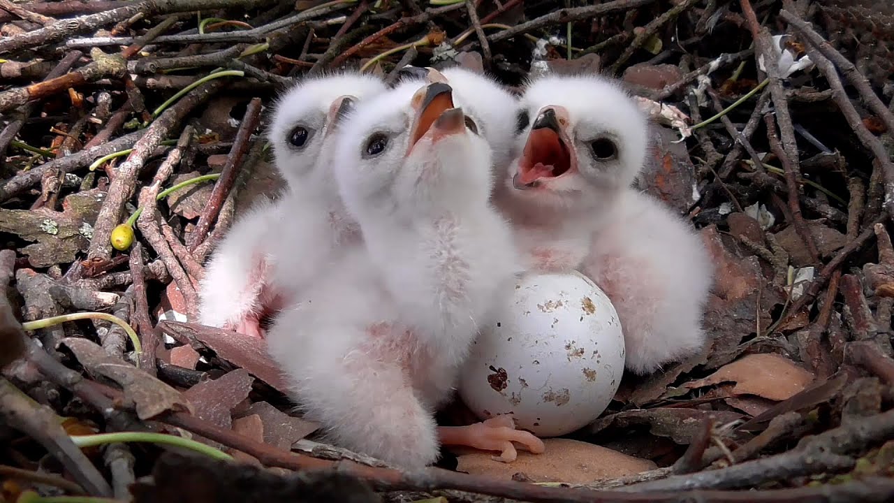 Hawk Nesting - Hawk feeding babies - YouTube