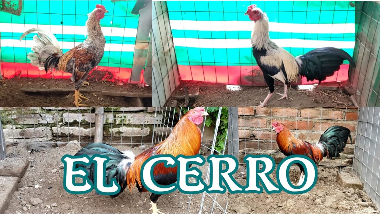 POLLOS DEL CERRO | GALLOS Y RANCHOS - YouTube