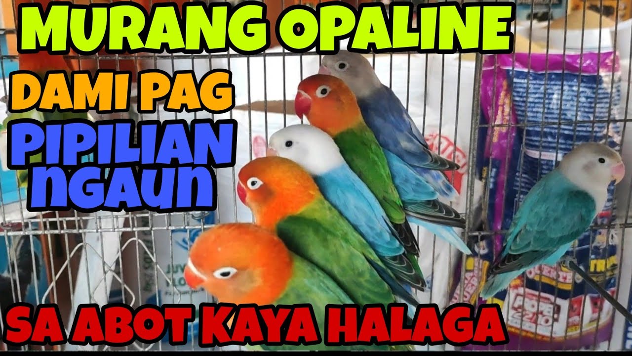 MURANG BILIHAN NG IBON AT ASO SA TAYTAY MAY BINIGYAN TAYO NG GREEN ...