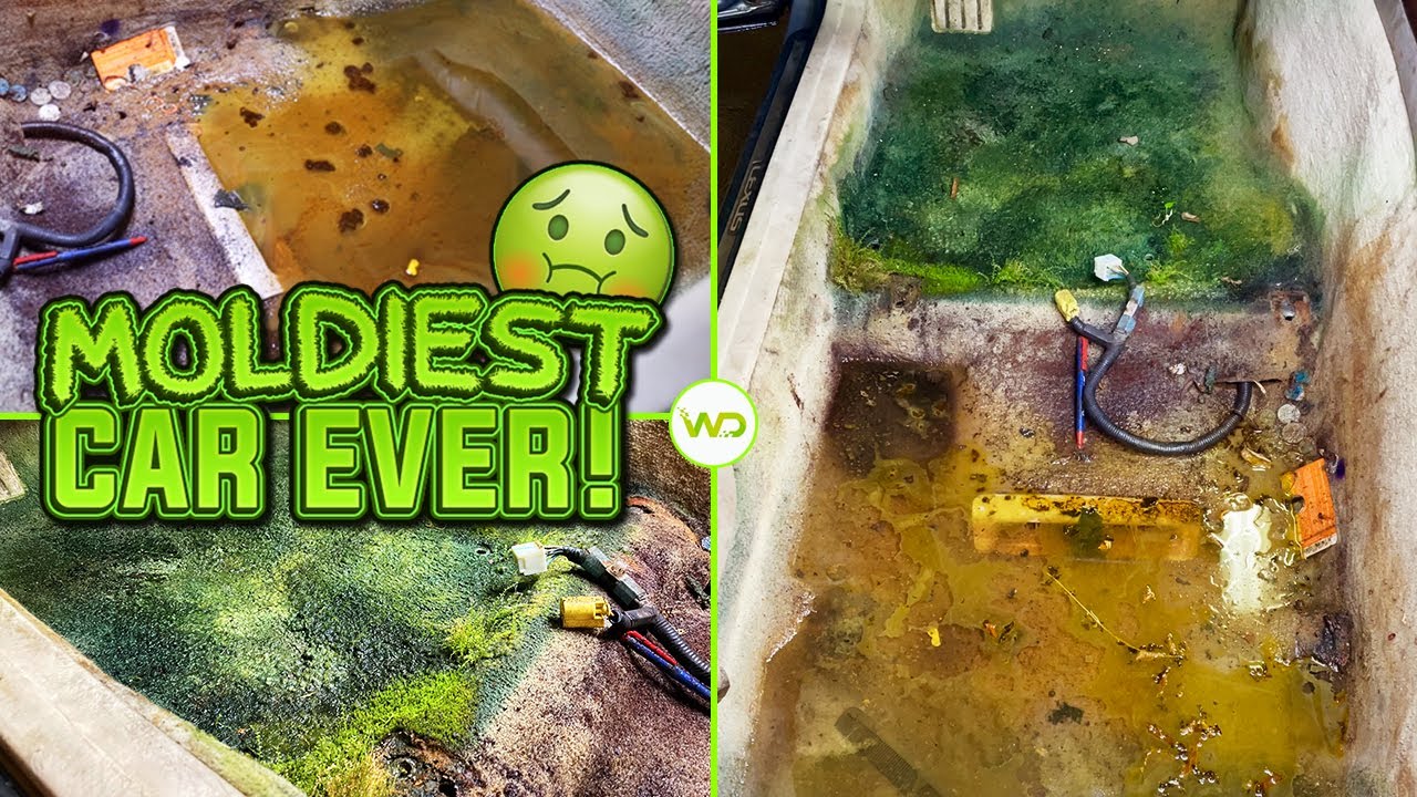 Deep Cleaning the MOLDIEST BIOHAZARD CAR EVER! | Satisfying DISASTER ...