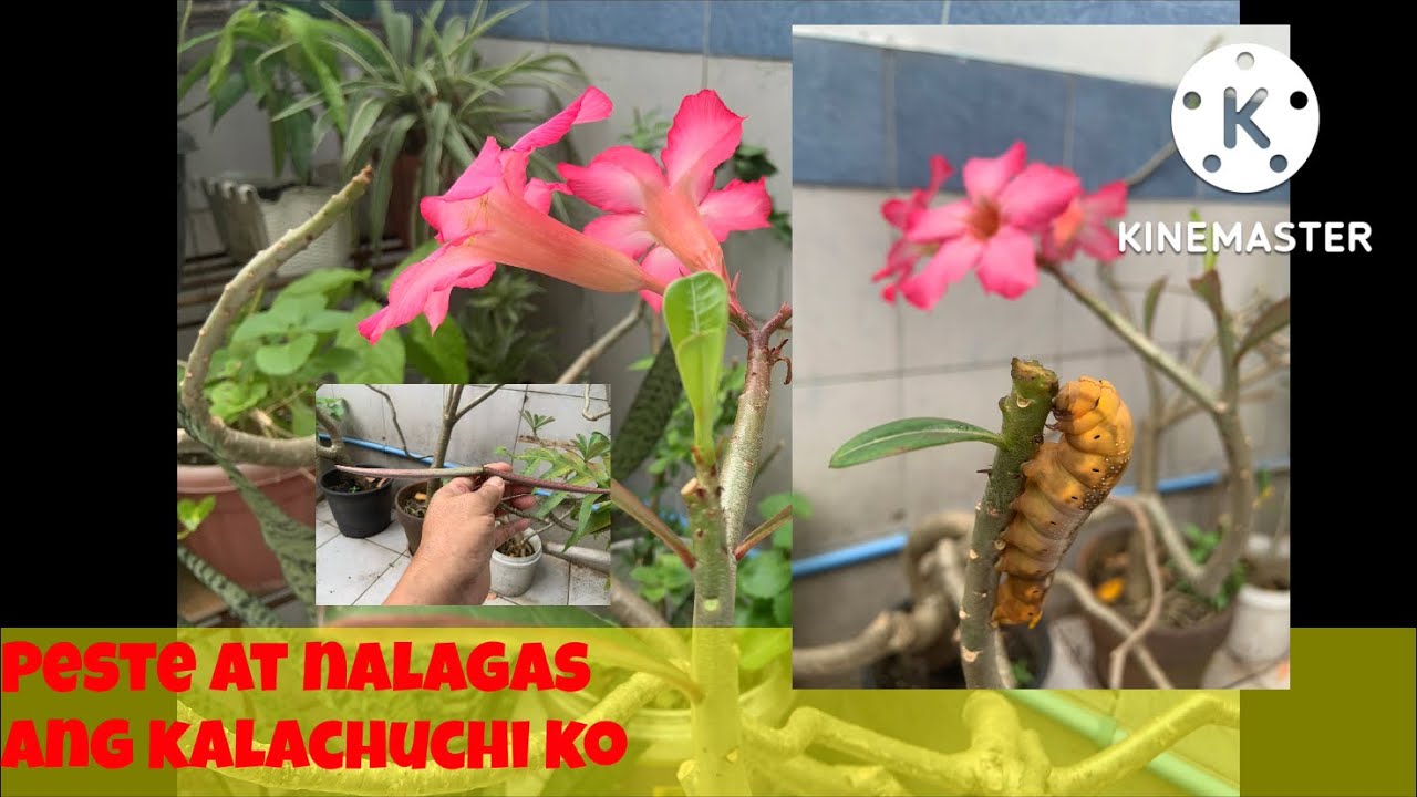 PESTE AT NALAGAS ANG KALACHUCHI KO - YouTube