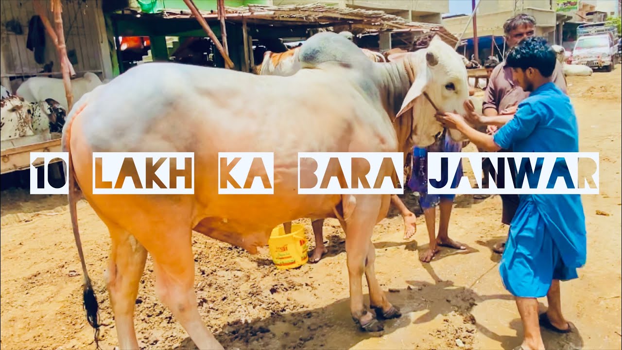 10 Lakh ka bara janwar naval mandi mai ️😍 || latest update 2023 || Ep ...