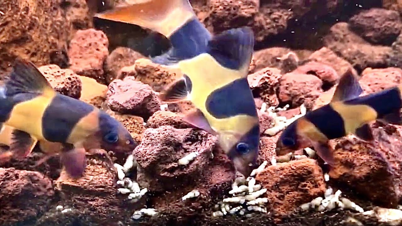 Feeding our Clown Loaches over 100 snails! - YouTube