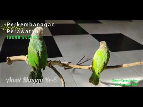Update Perkembangan Perawatan TAKUR BULTOX, Awal Minggu Ke-6
