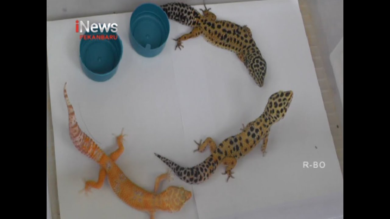 Budidaya Tokek Hias Gecko, Harga Jual Capai Jutaan Rupiah # ...