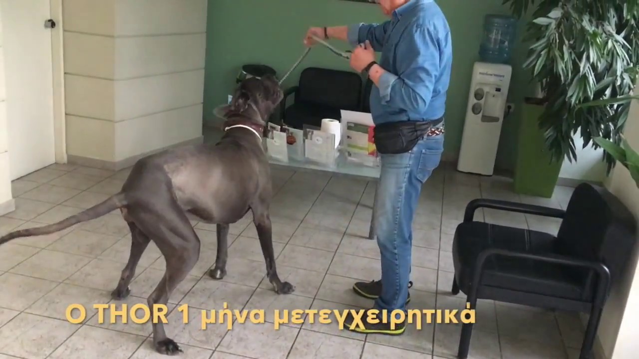Βλαχόπουλος Σ..Δυσπλασία ισχίου σε γιγαντόσωμο σκύλο.Πριν και μετά την ...