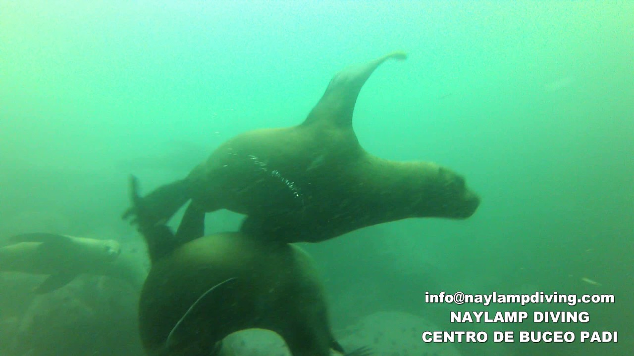 Scuba Diving in Lima, Perú with Sea Lions - YouTube