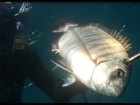 polpo a -32, mormora e sarago - YouTube