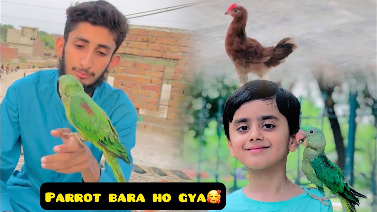 New murgy or parrot ka name btain dosto Kya rakhn🙂🙂 - YouTube
