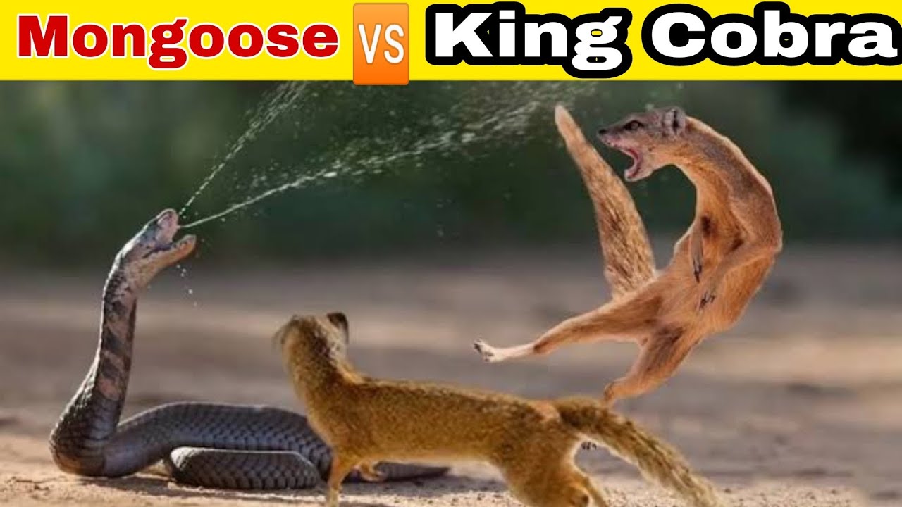 Snake Vs Mongoose Real Fight To Death || Best Animal Fights To The ...