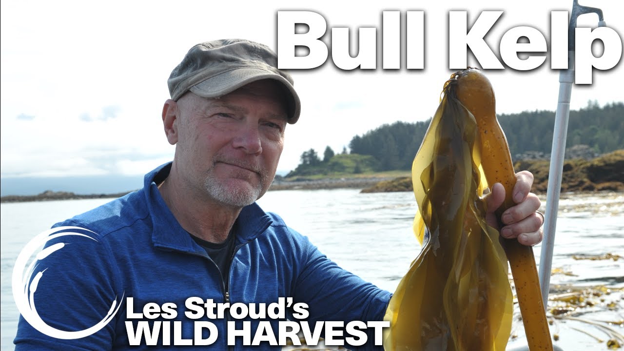 WILD HARVEST | BULL KELP | LES STROUD | PAUL ROGALSKI - YouTube