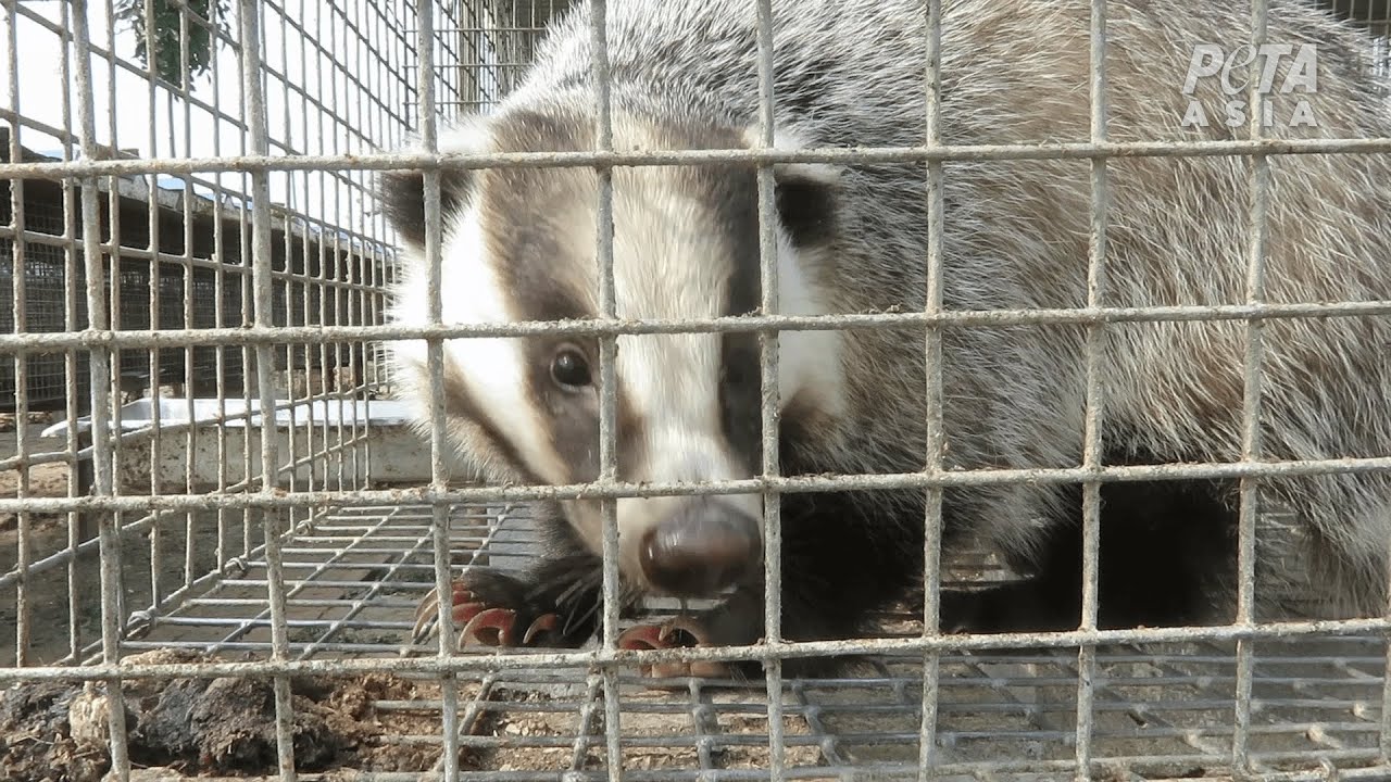Bludgeoned for Brushes: PETA Reveals Rampant Cruelty on Badger Farms ...