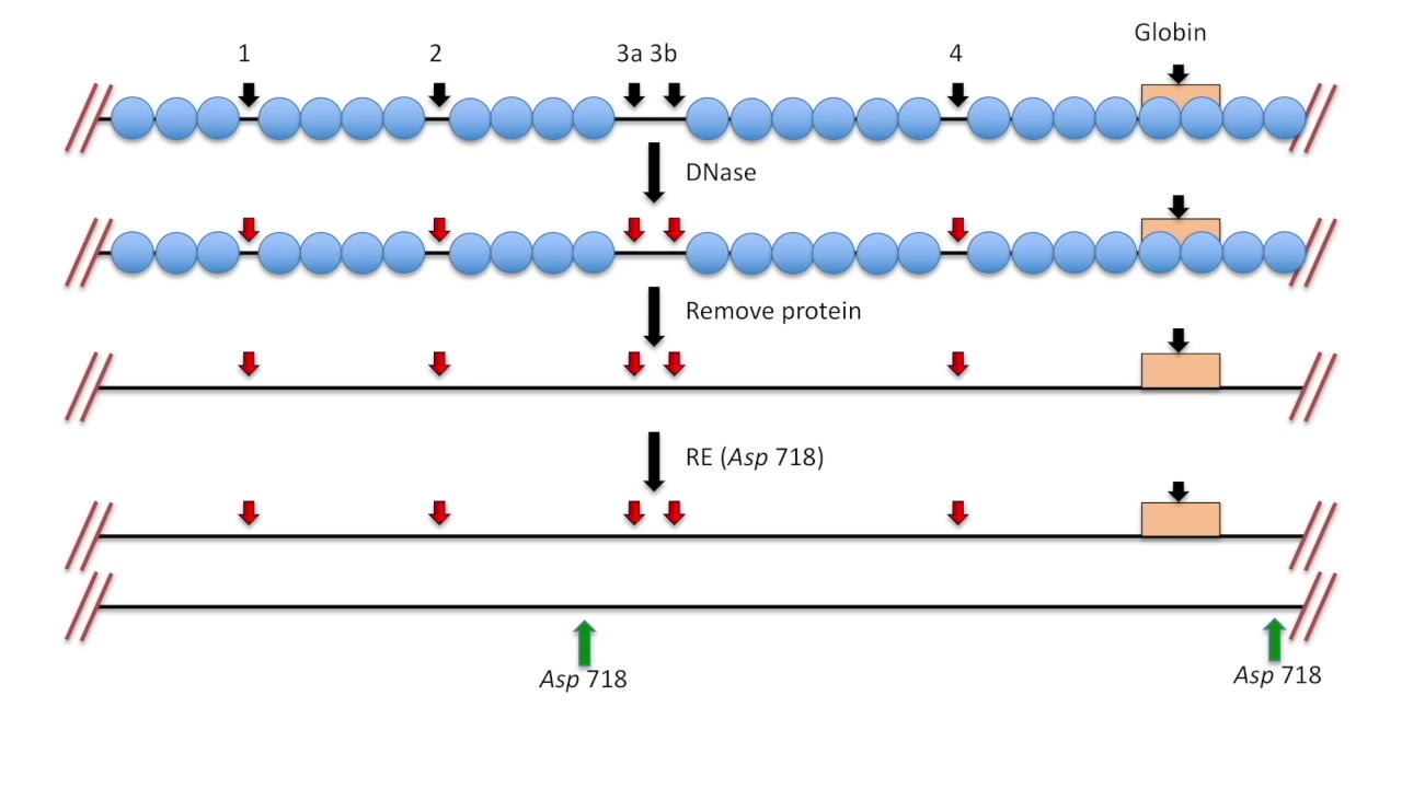 Fig 13.19 13.20 Mapping DNase I hypersensitive sites on chromatin - YouTube
