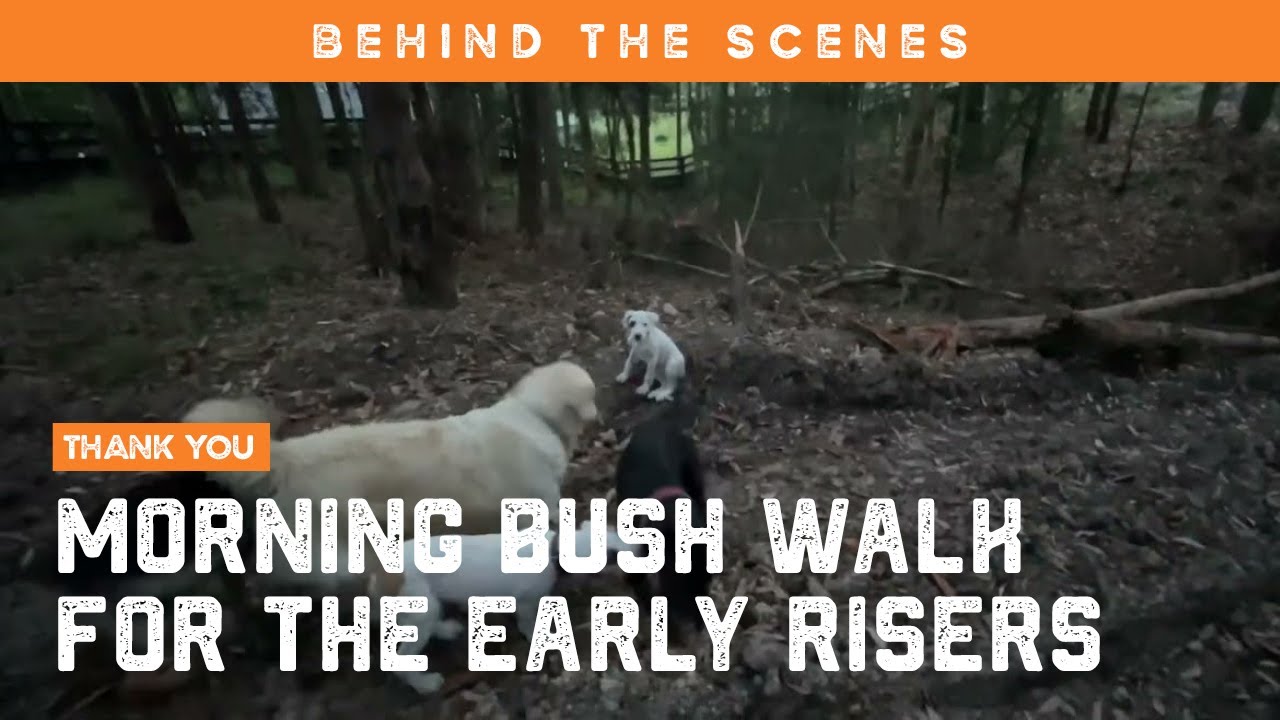 Early morning bush walk, the Mastiff X puppies make the trip, Doug gets ...