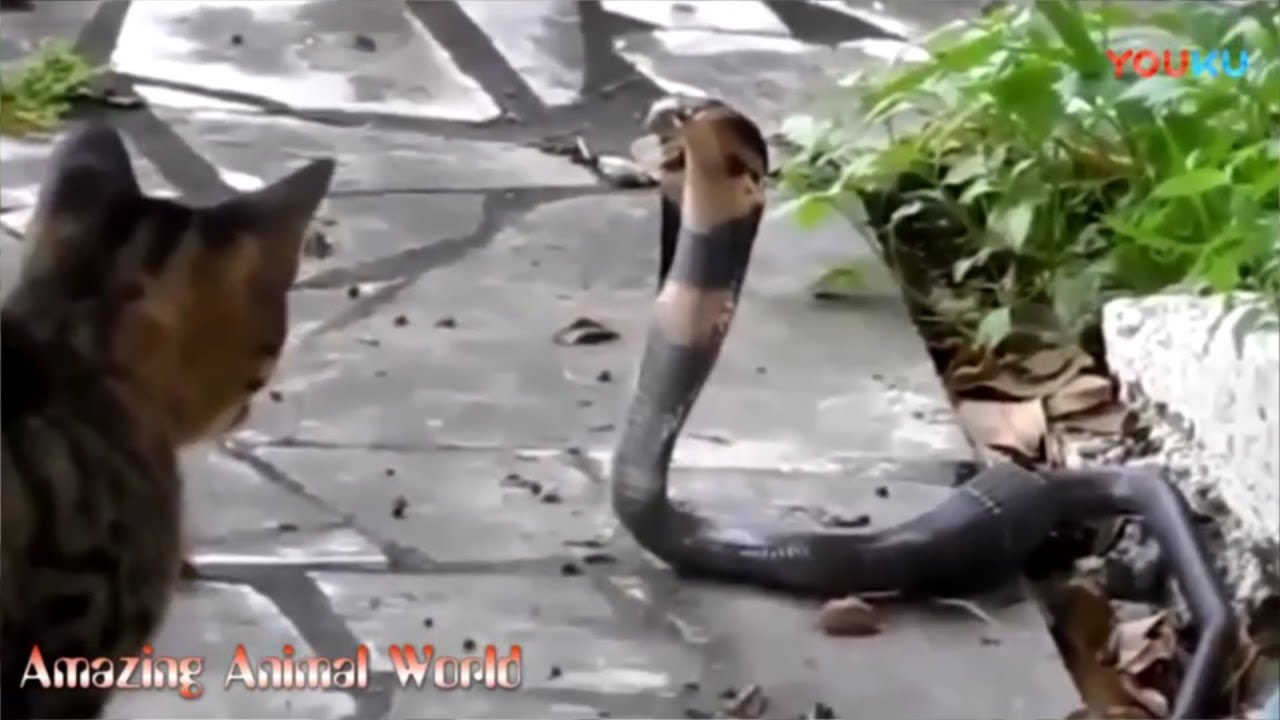A cat fights with a snake | who will win? - YouTube