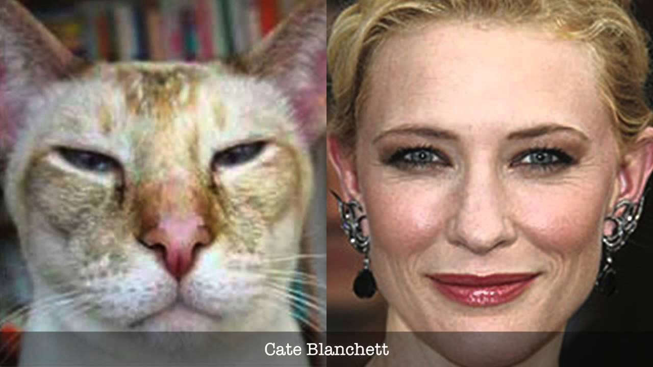 Cats Who Look Like Famous People II - Funny Cats - YouTube