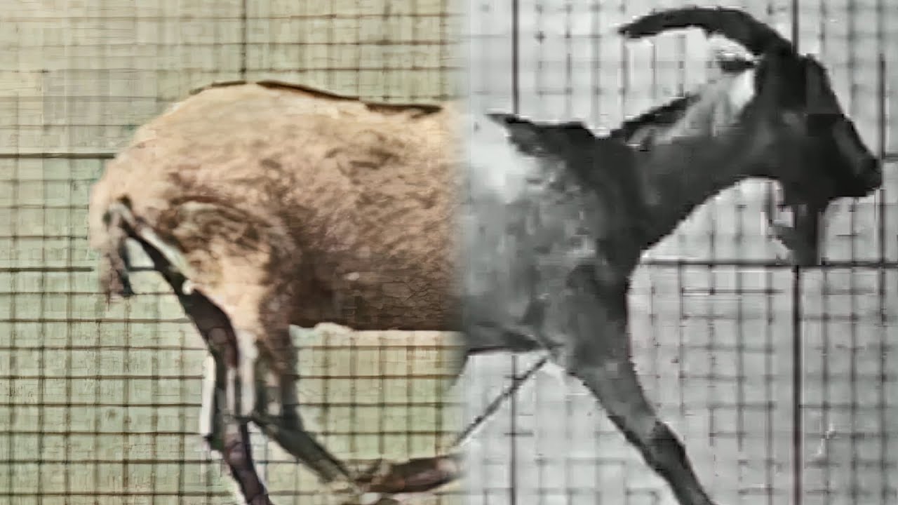 Goat Walking (1887) | Restoration | A series of images photographed by ...