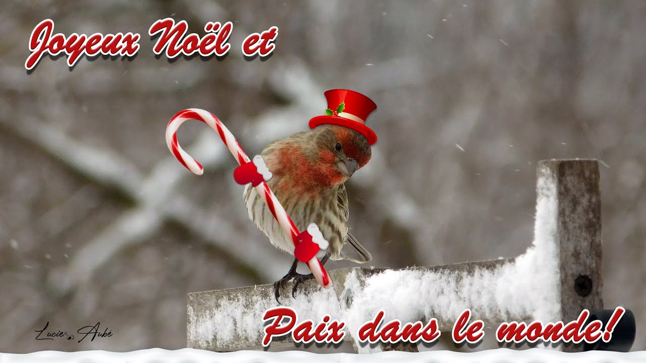 Joyeux Noël Et Paix Dans Le Monde En Plusieurs Langues Merry