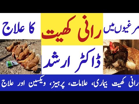 ND | Newcastle Disease Vaccination | ND LASOTA | رانی کھیت - YouTube