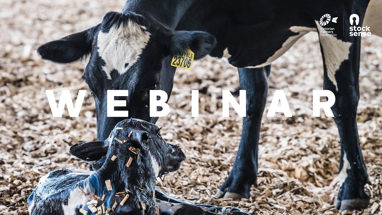 Calving Essentials 101 - Part 1 - YouTube