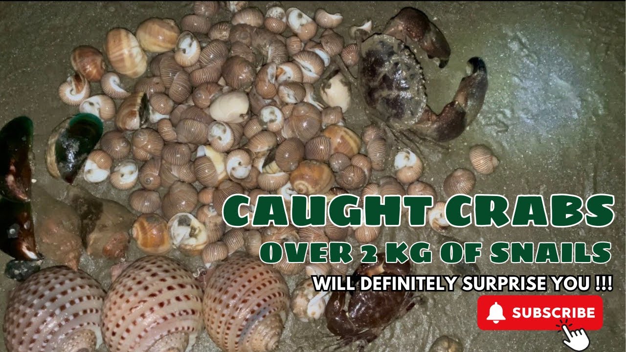 Caught Crabs , Grease snail , Japanese Bonnet Snail , ... On The Beach ...