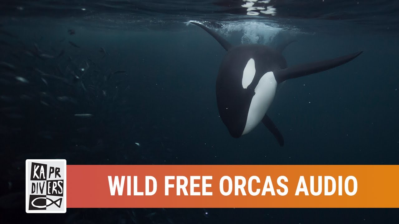 Wild free orcas audio sound | Kapr Divers | December 2018 - YouTube