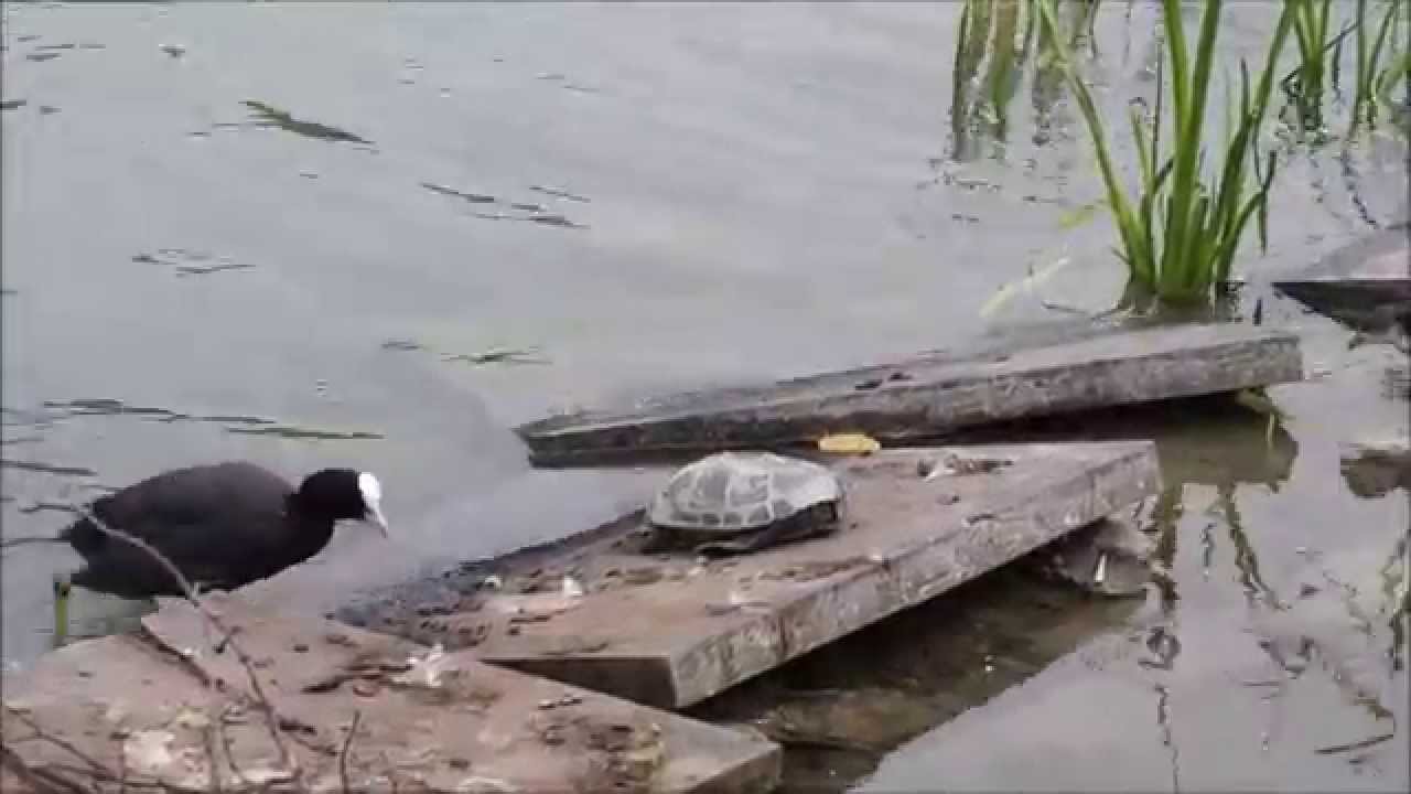 Bird attacks turtle... - YouTube