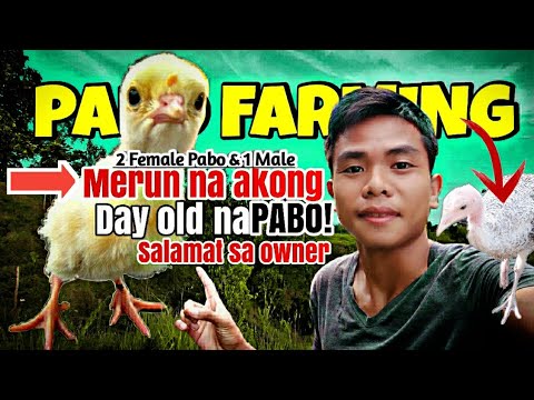 How I START PABO FARMING? #TURKEY #PABO - YouTube